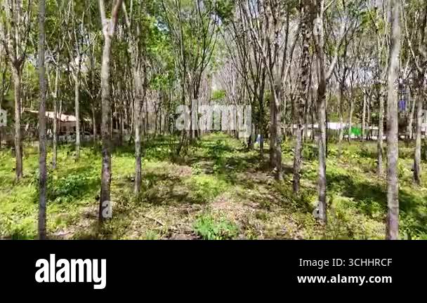 Young trees park Stock Videos & Footage - HD and 4K Video Clips - Alamy