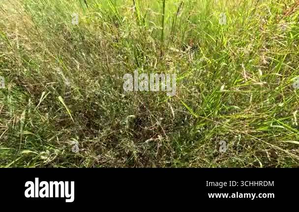 Green field growing tall Stock Videos & Footage - HD and 4K Video Clips ...