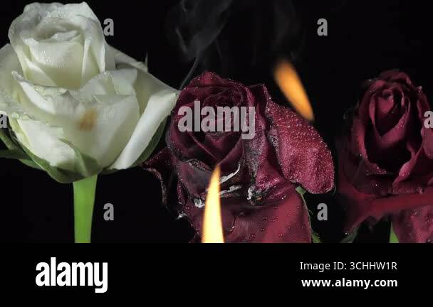 Three stem of roses with the one burning with flame inside the black ...