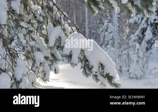 Closeup shot of snow covered branches during snowfall. Awesome ...