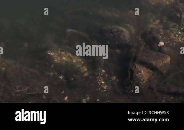 an alpine trout fish in a dolomitrs fresh waters lake Stock Video ...