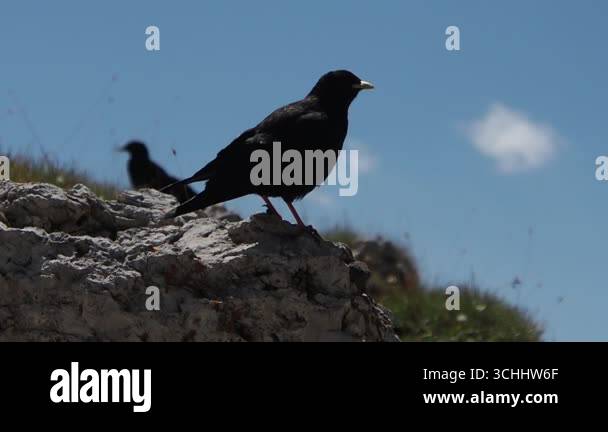 Flock of Alpine chough Yellow-billed chough flying high in the ...