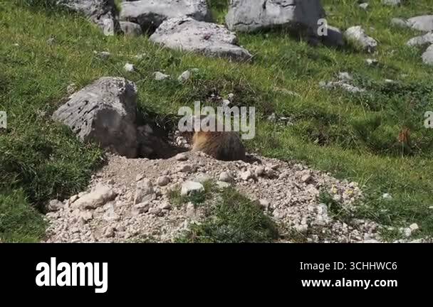 Groundhog marmot in dolomites Fanes national park mountains Italy Stock ...