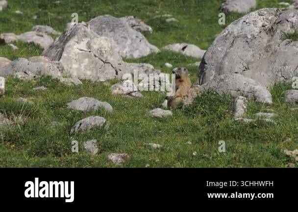 Groundhog dolomites Stock Videos & Footage - HD and 4K Video Clips - Alamy