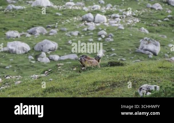 Groundhog marmot in dolomites Fanes national park mountains Italy Stock ...