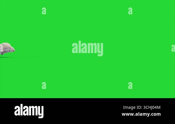 Monstrous Polar Bear Green Screen Runs Side 3D Rendering Animation CGI ...