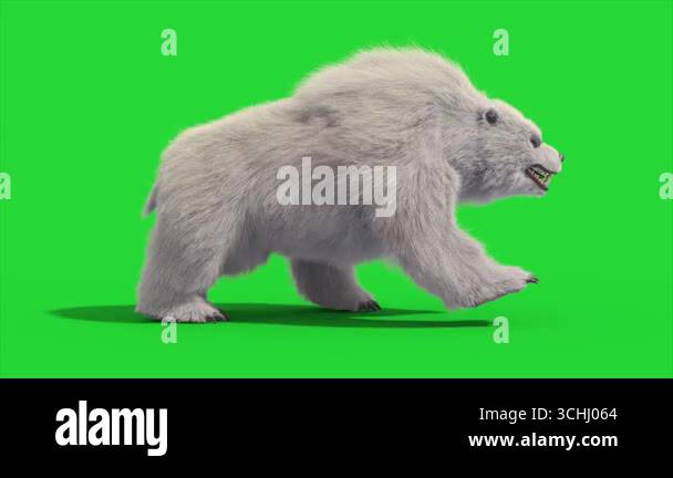 Monstrous Polar Bear Green Screen Walkcycle Side Loop 3D Rendering ...
