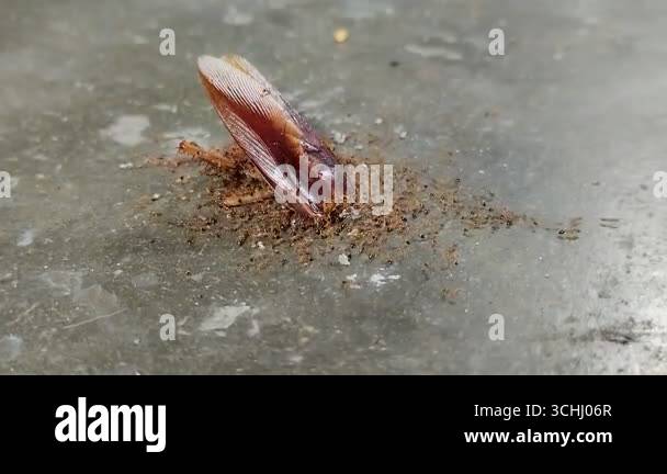 cockroaches eaten by ants on the floor Stock Video Footage - Alamy