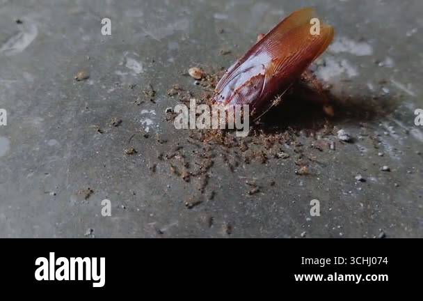 cockroaches eaten by ants on the floor Stock Video Footage - Alamy
