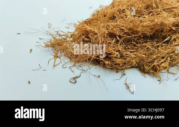 A pile of dried tobacco on a white background. Tobacco is a plant whose ...