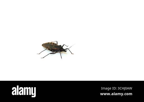 Kissing bug (Triatominae) on a white background. This animal is often ...