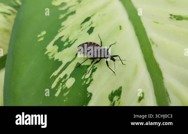 Kissing bugs (Triatominae) on plant leaves. These insects are often ...