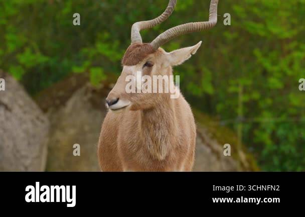 Adult Markhor at national park. Endangered mountain goat Stock Video ...