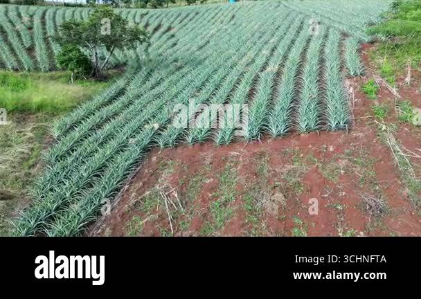 Aerial view of pineapple plantation from drone, Drone footage of ...