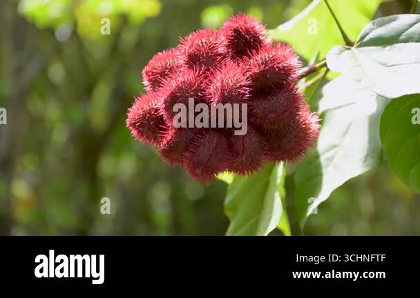 Achiote flower with fruits, saffron plant showing its fruits, Detail of ...