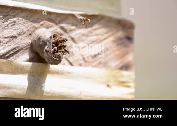 Stingless Native Bees in Their Nest, Close-Up of Honeycomb Structure ...