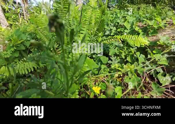 daytime landscape scene of the overgrown weeds, plants,creeping and ...