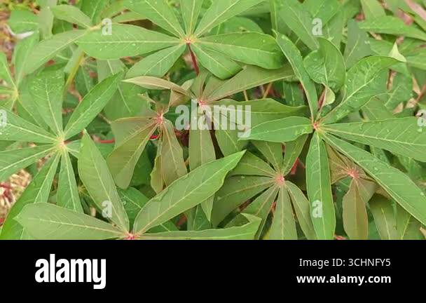 looking down from top on the surface of the tapioca shoot leaves plant ...