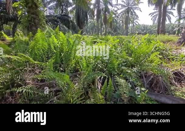 daytime landscape scene of the overgrown weeds, plants,creeping and ...