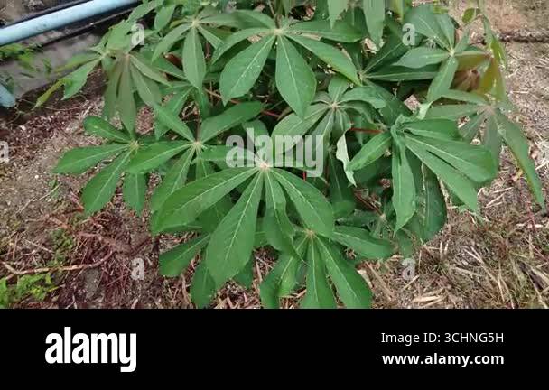 looking down from top on the surface of the tapioca shoot leaves plant ...