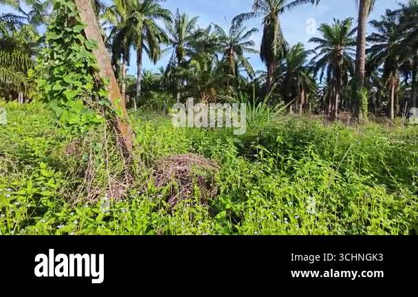 daytime landscape scene of the overgrown weeds, plants,creeping and ...