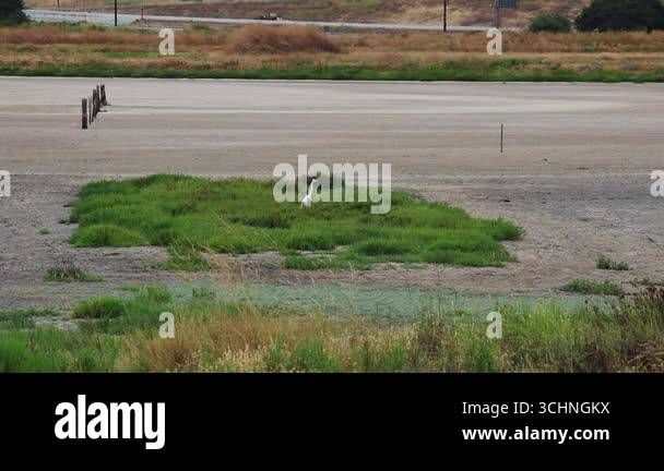 Patch of mud Stock Videos & Footage - HD and 4K Video Clips - Alamy