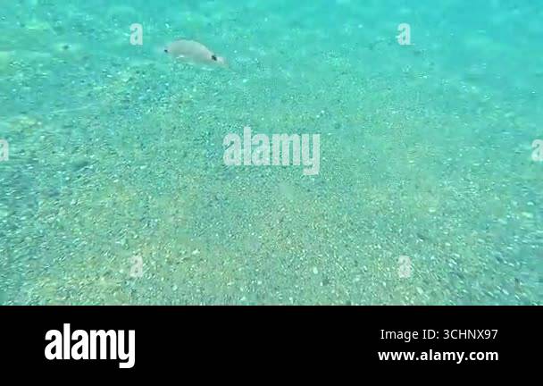 Animals, fish, sea creatures in turquoise water of Mediterranean Sea ...
