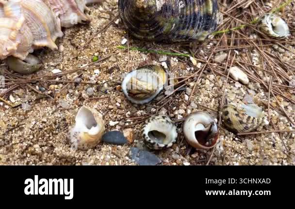 Among the many shells, a hermit crab slowly emerges from its shell ...