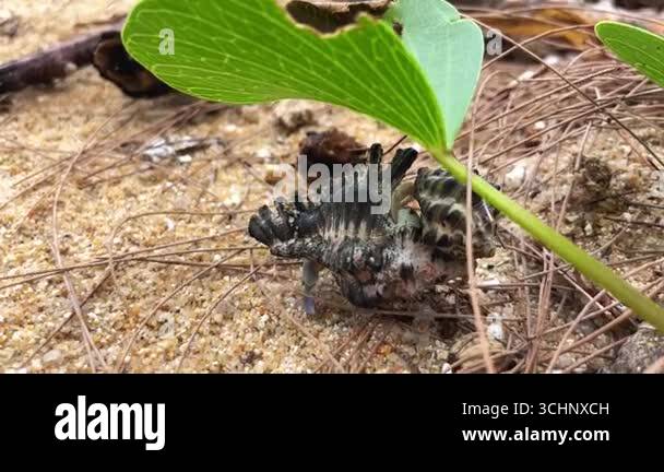 A small hermit crab explores a beautiful sea shell, but inside is a ...