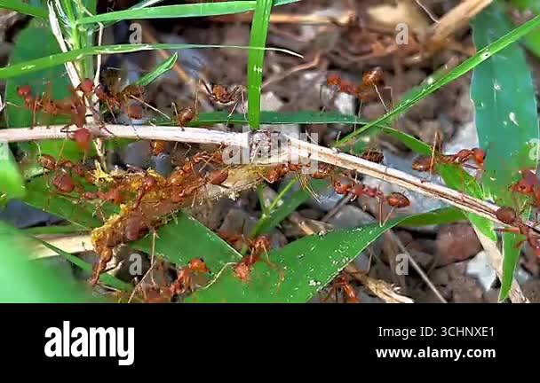 A colony of weaver ants works together to drag a bone through obstacles ...
