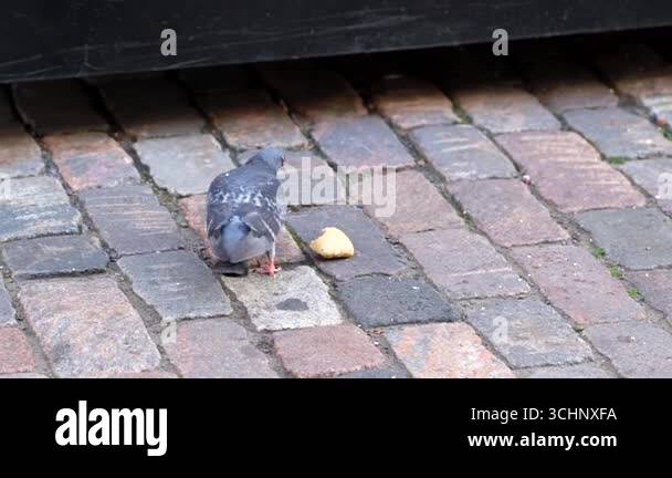 Pigeon eating bread on the ground Stock Video Footage - Alamy