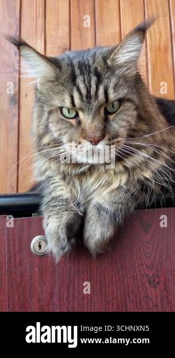 big wonderful Ukrainian cat Maine Coon, pet, friend from Ukraine ...