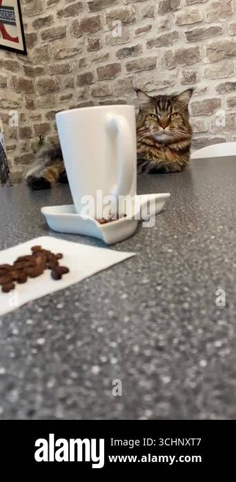white cup, aromatic coffee beans, big Maine Coon cat, pet, friend Stock ...