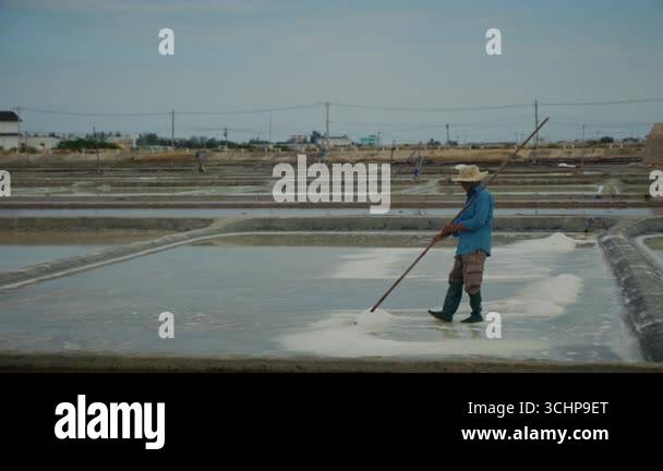 Old Asian laborer in hat rakes salt with wooden tool in evaporation ...