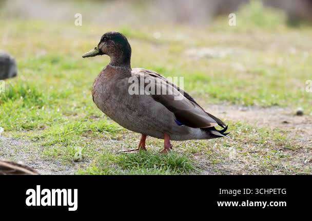 A mallard duck in eclipse plumage walks on grassy terrain near Lake ...