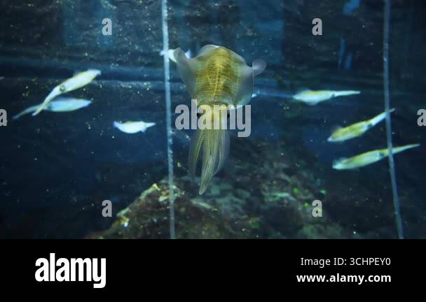 Squid moves among fish in underwater scene Stock Video Footage - Alamy