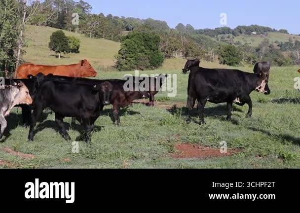 Cows roam and graze in a lush field Stock Video Footage - Alamy