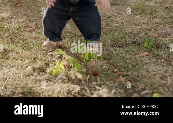 Baby interacts with grass and leaves, showcasing curiosity and wonder ...