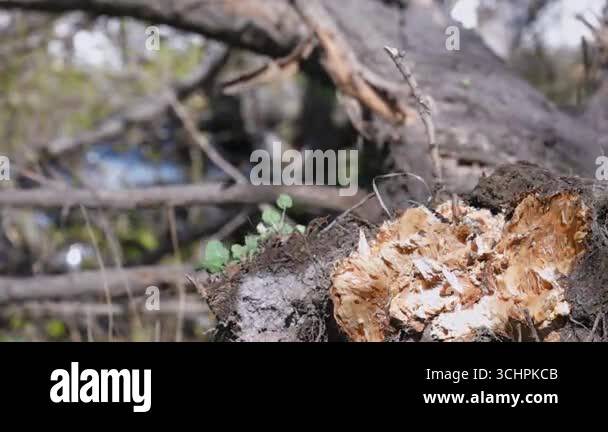 A car parked on the street crushed by a fallen tree after a hurricane ...