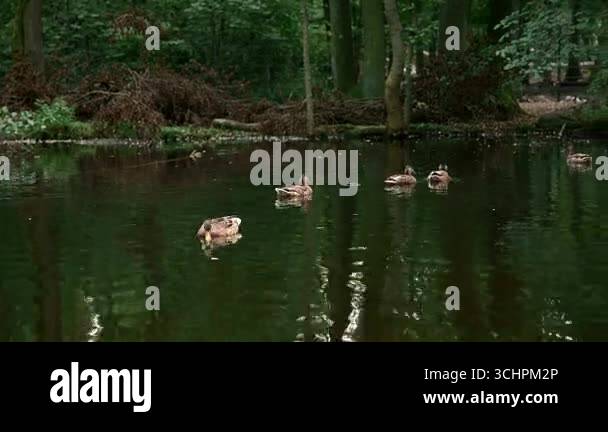 Wild ducks peacefully swim in a quiet urban park pond. A visual ...
