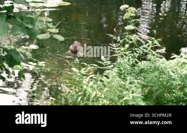 A wild duck swims calmly in a forest lake, viewed through the soft blur ...