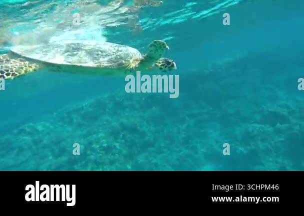 Hawksbill sea turtle (CR species) Hawksbill Turtle - Eretmochelys imbricata.Sea turtles . Great ...