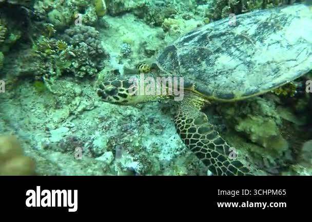 Hawksbill sea turtle (CR species) Hawksbill Turtle - Eretmochelys imbricata.Sea turtles . Great ...
