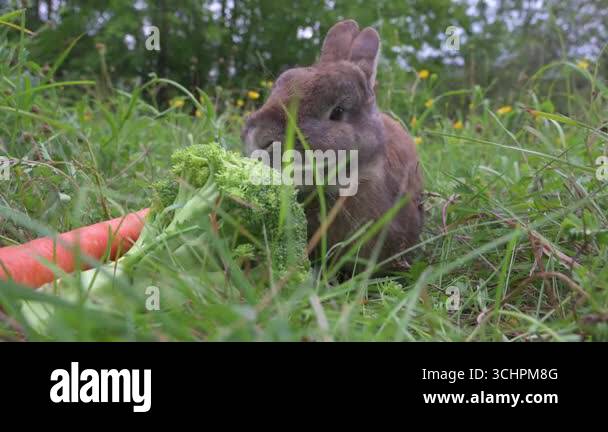 Domestic rabbit bunny eating broccoli Stock Videos & Footage - HD and ...