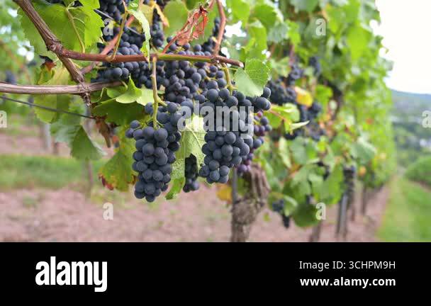 Blue grapes, Pinot Noir wine growing on vine, vineyard in Trier ...