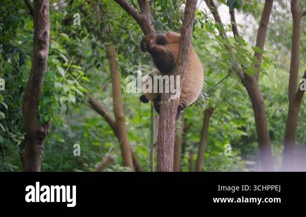 Slow motion of giant panda comically wedged between tree branches ...