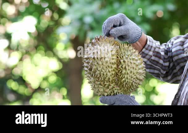 Durian, A farmer holding a fresh durian fruit with gloves in a tropical ...
