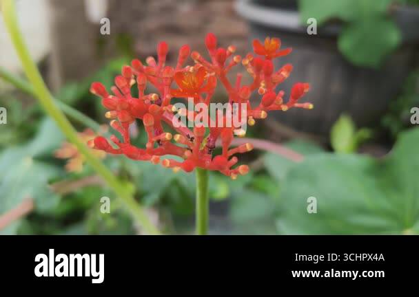 The plant in the picture is the Balinese castor plant or also known by ...