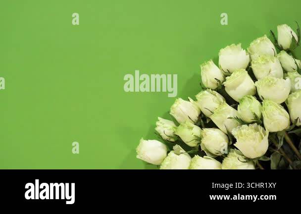 A tightly packed bouquet of white roses is centered against a vibrant ...