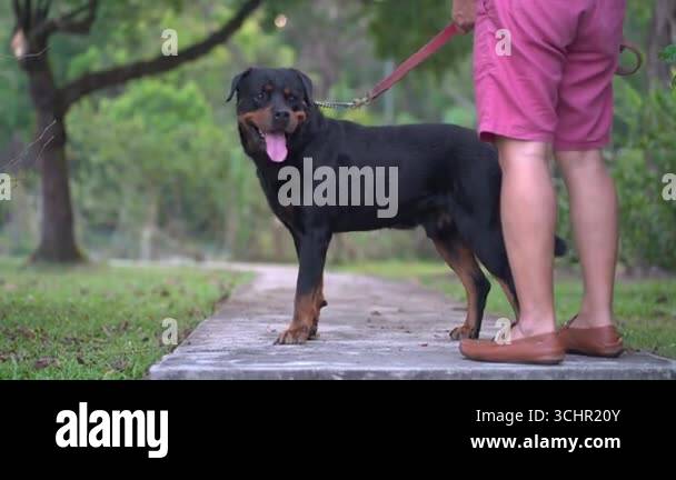 Close up of adult male dog Rottweiler, standing and looking around ...
